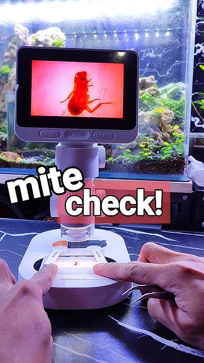 is your feeder insects safe? #mitecheck - YouTube