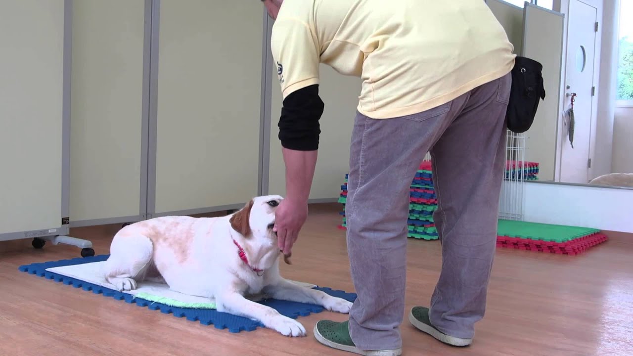 Japan Service Dog Association - YouTube