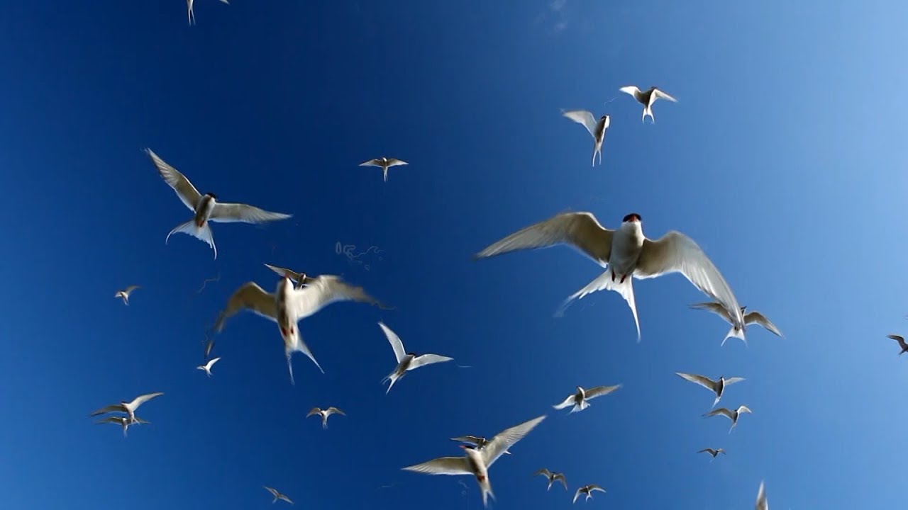 Comment les oiseaux migrateurs font-ils pour ne jamais se perdre - Les ...