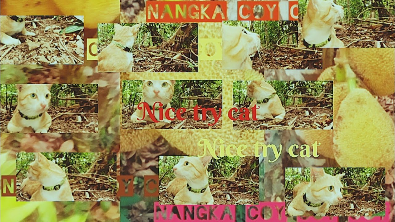 nice try cat - YouTube