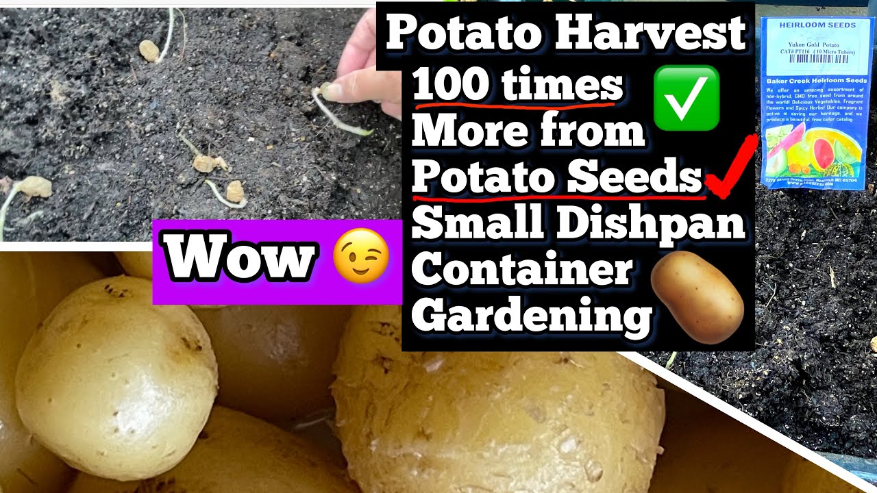 How to Plant Potatoes & Potato Harvest Pea Size Yukon Gold in Small ...