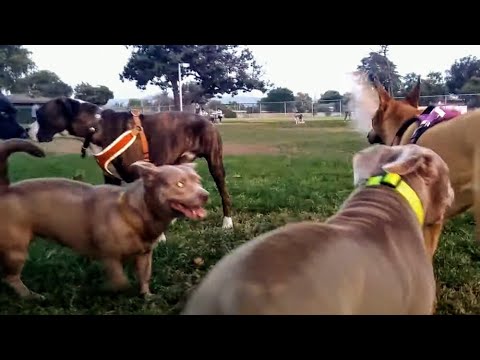 Dwarf Staffordshire Terrier Tries To Boss American Bully At Dog Park ...