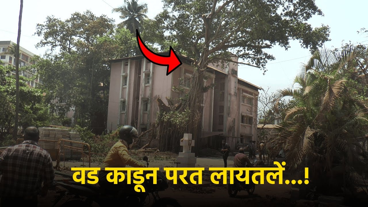 Protests Erupt as Ancient Trees Face the Axe for Panjim Smart City ...