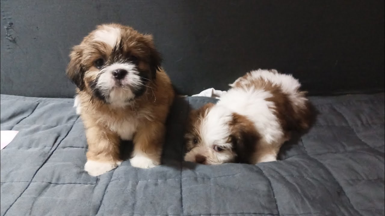 Mga Pukoy 1st Bath - YouTube
