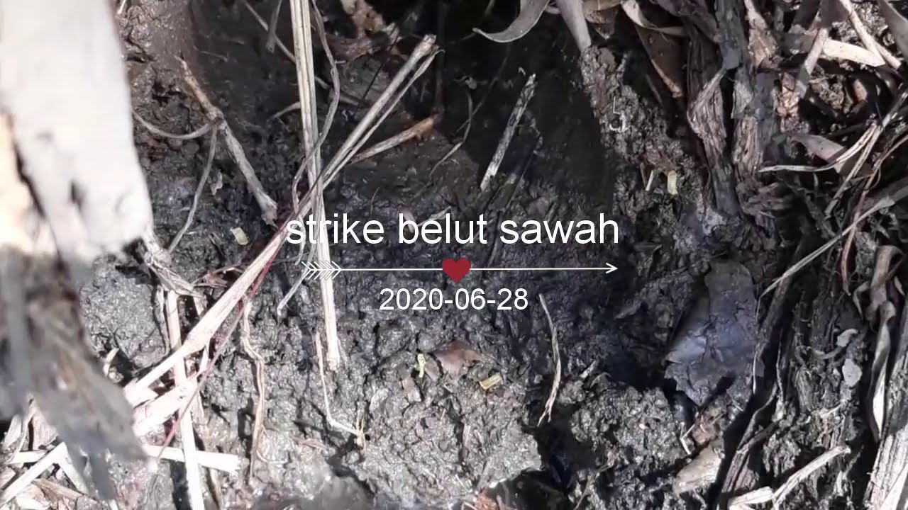 mancing belut sawah .pakai pancing palang strek kannya gak seperti ...