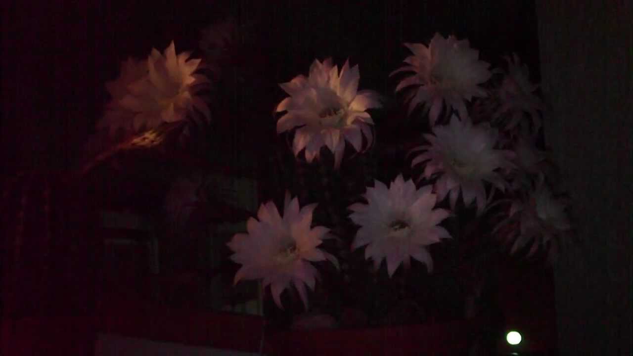 Blooming Cactus Midnight - YouTube