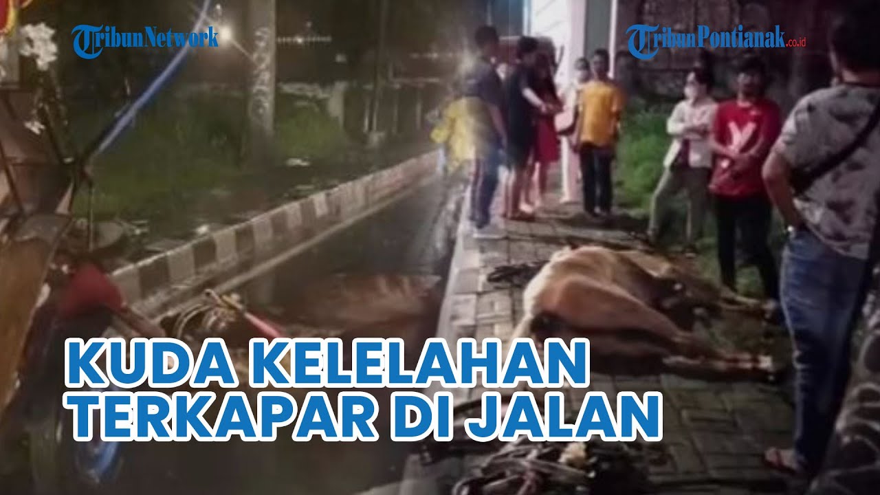 🔴 Viral Kuda Kelelahan Terkapar di Pondok Indah - YouTube