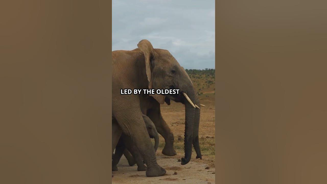 3 Fun Facts About Indian Elephants funfacts animals facts 3-fun-facts-about-indian-elephants-funfacts-animals-facts