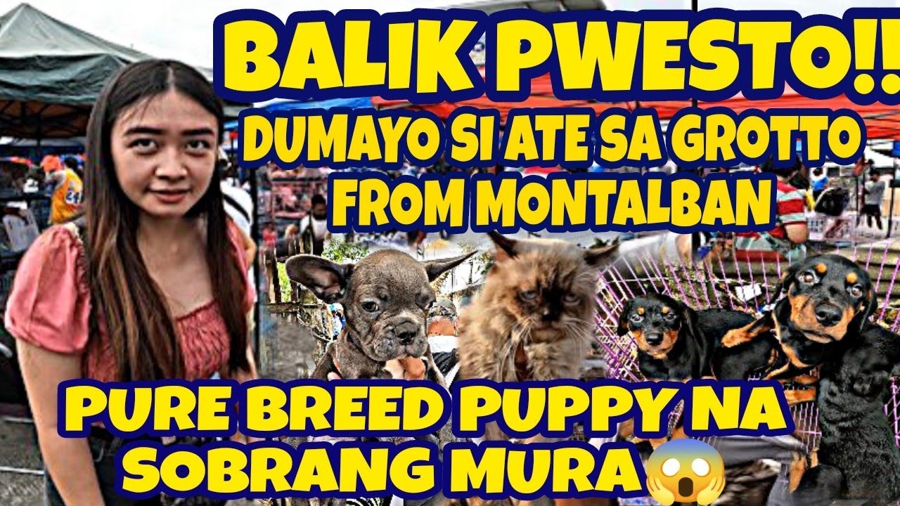 GROTTO PET MARKET UPDATE| BALIK PWESTO NA ANG MGA SELLER NG PUPPY PURO ...