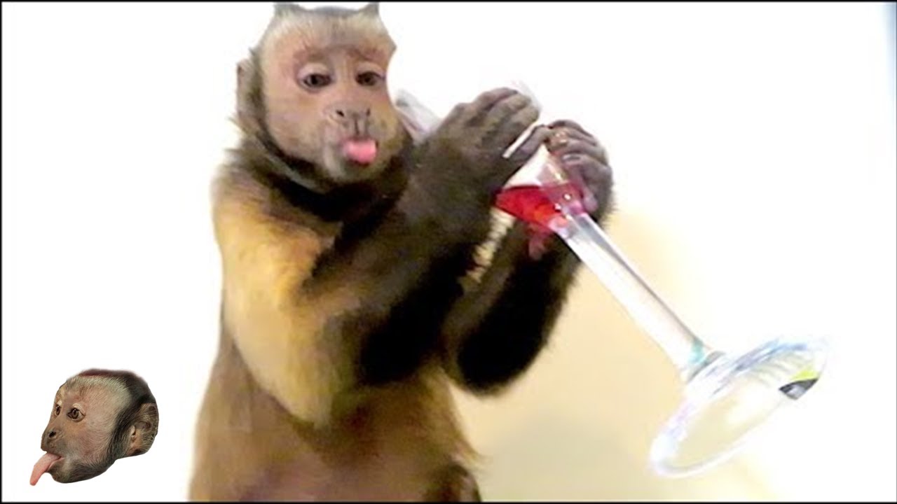 Capuchin MonkeyBoo Birthday Feast! - YouTube
