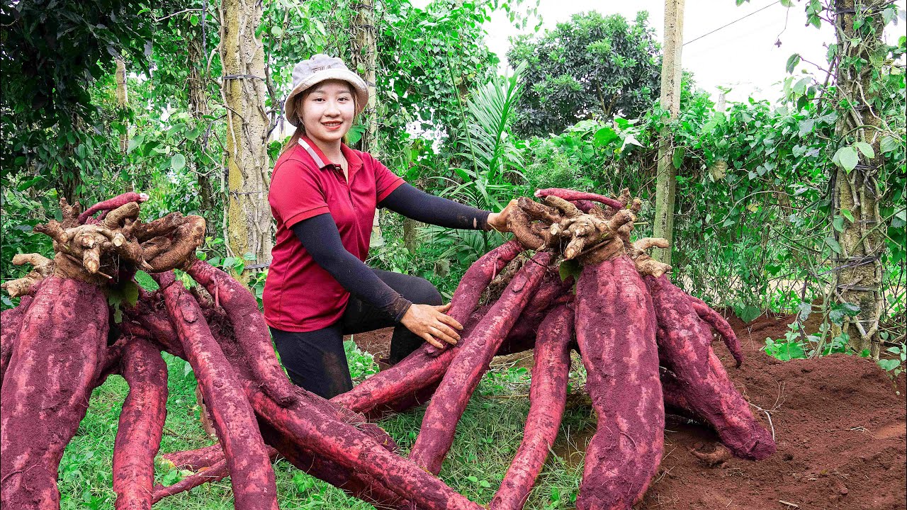 Super large cassava harvest How to make cassava starch at home Lucia ...