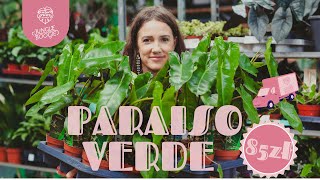 Philodendron Paraiso Verde at a price that will make everyone laugh, the return of the banana die...