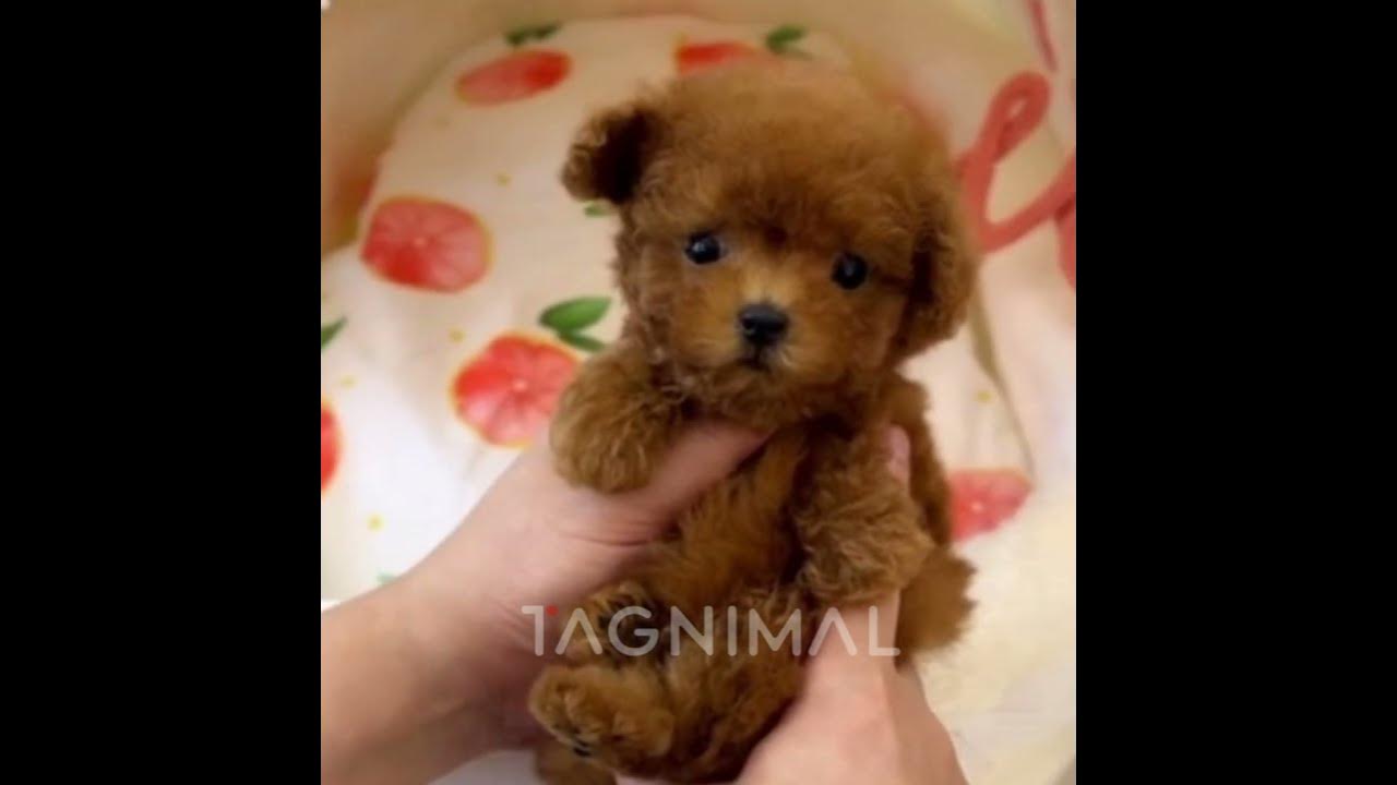 Tagnimal Mia - YouTube