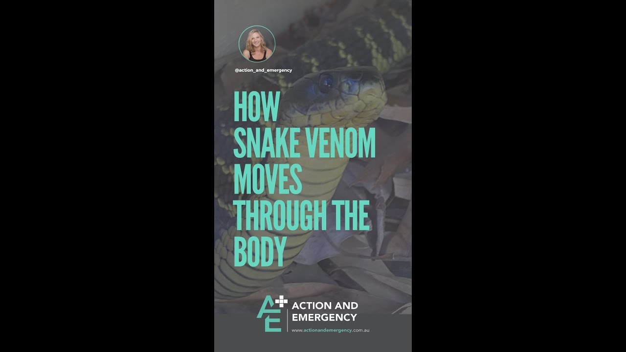 How Snake Venom Moves Through the Body - YouTube