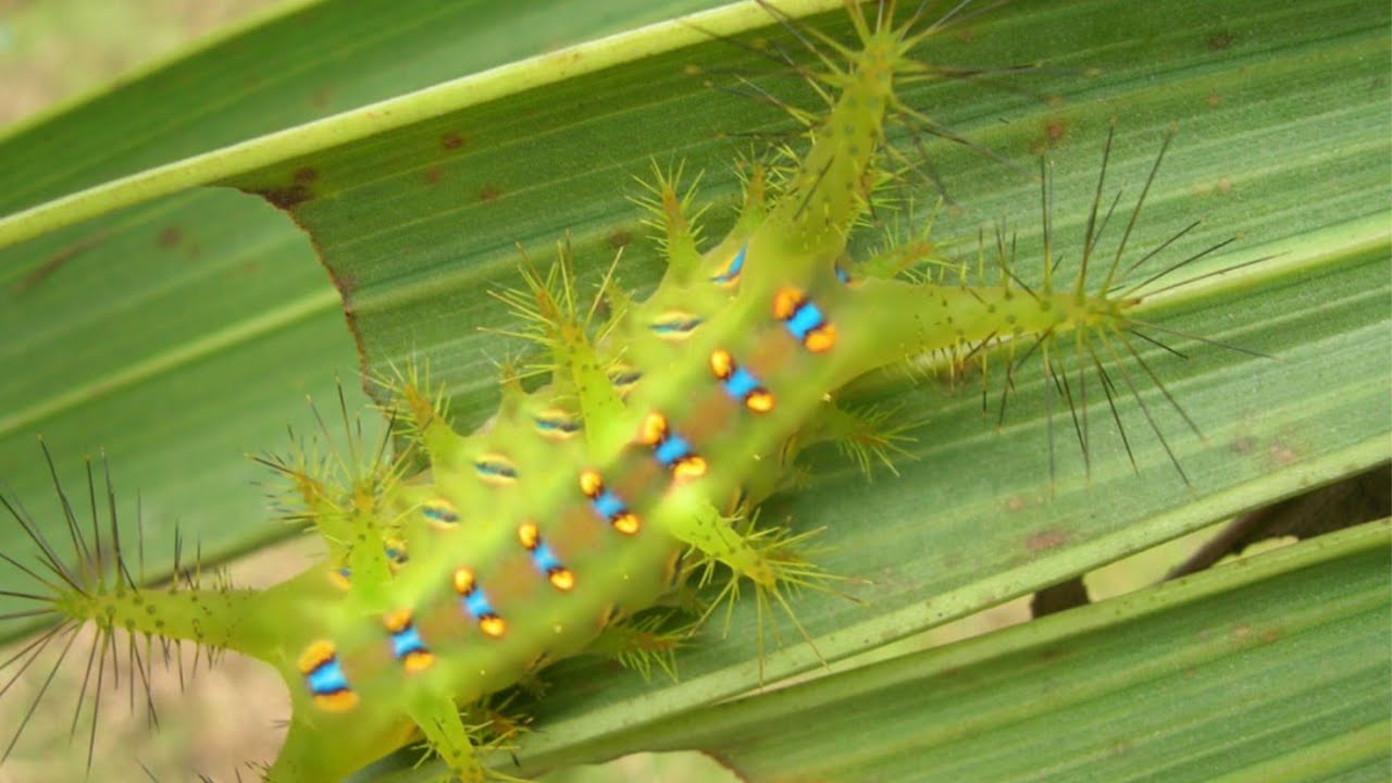 Penampakan Hama Ulat Api Setora nitens di Kelapa Sawit - YouTube