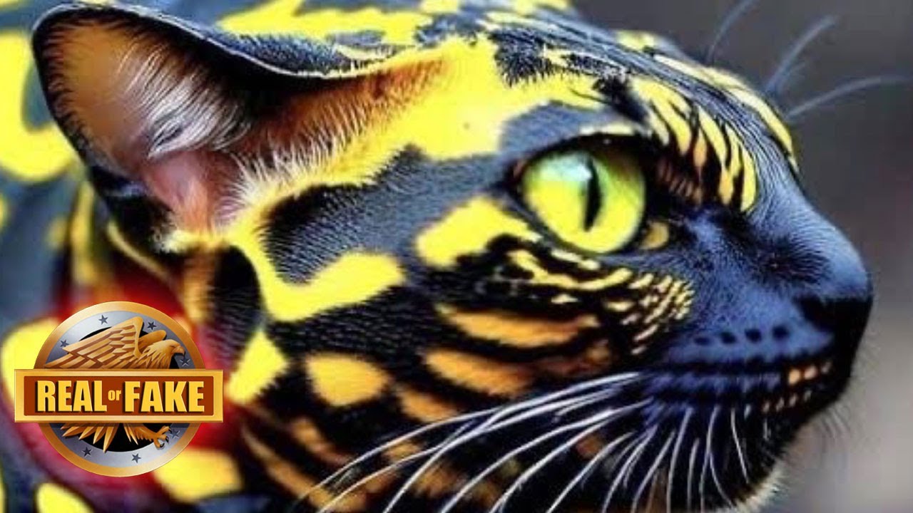 AMAZON SNAKE CAT - YouTube