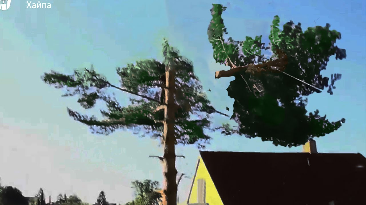 Felling trees failed, carefully with a chainsaw! Dangerous Skills Tree ...