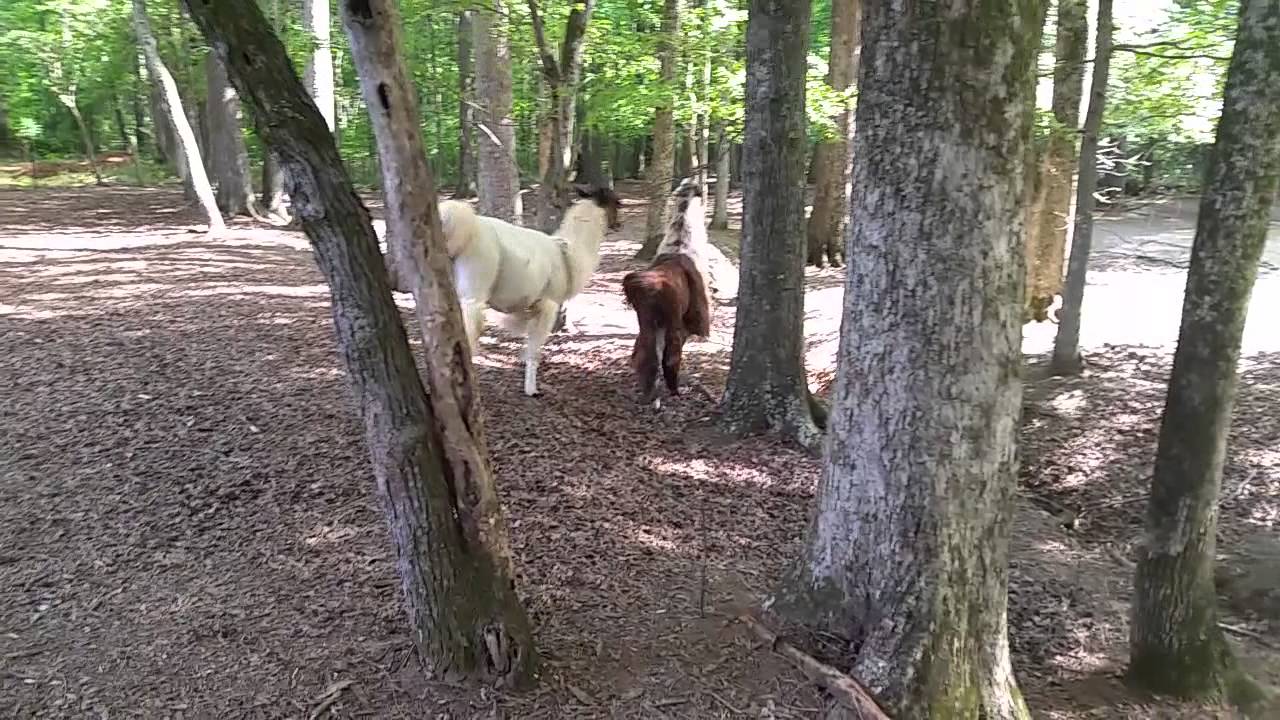 Llamas fighting - YouTube