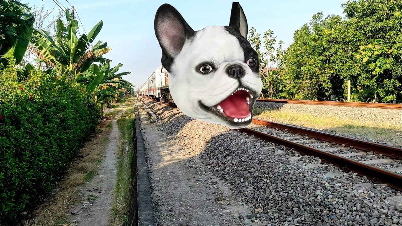 Kereta Api Kepala Anjing Seram Guys, Awas Di gigit Anjing ...