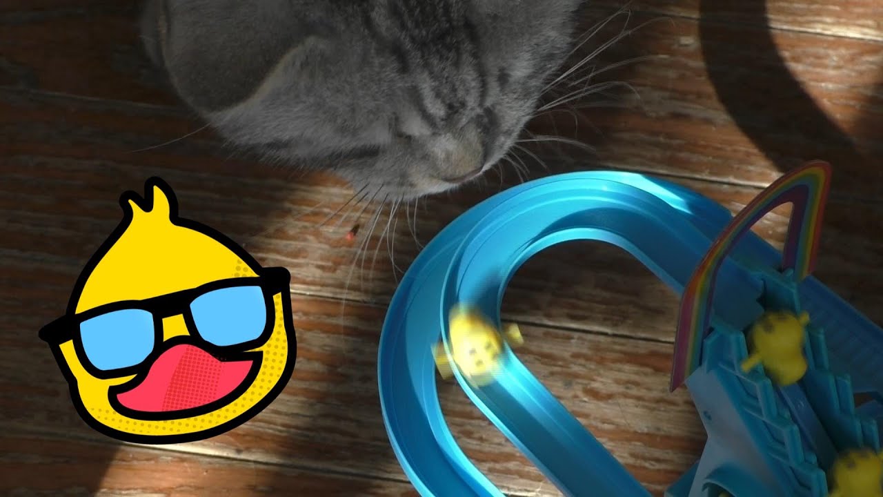 Cats Check Out Quacky Coaster From Five Below! 😻 - YouTube