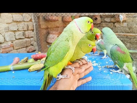 Hend Tame Talking Compilation Parrots / Most Beautiful Talking Parrot ...