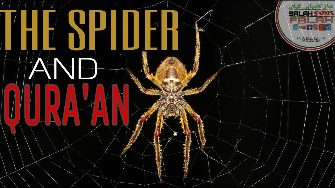 The Spider in Quran - Scientific Research Proves Islamic Claim - Salah ...
