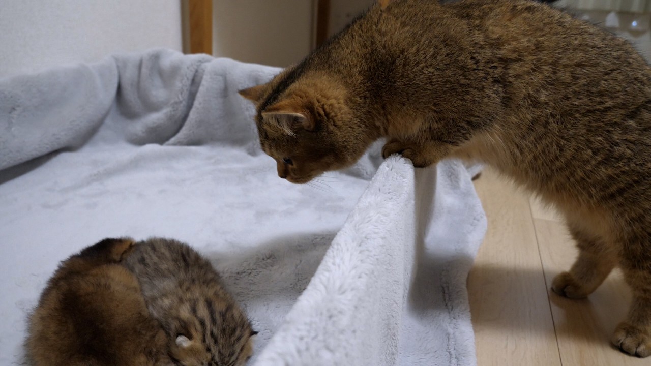 Cat Charo also cares about the baby kittens and comes to check on them ...