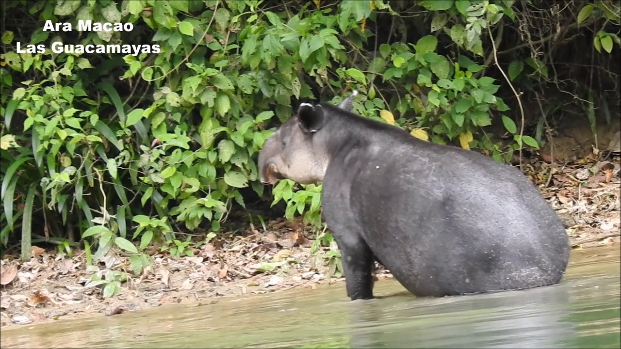 Tapir (Tapirus) Selva Lacandona, Ara Macao Las Guacamayas Ecolodge ...
