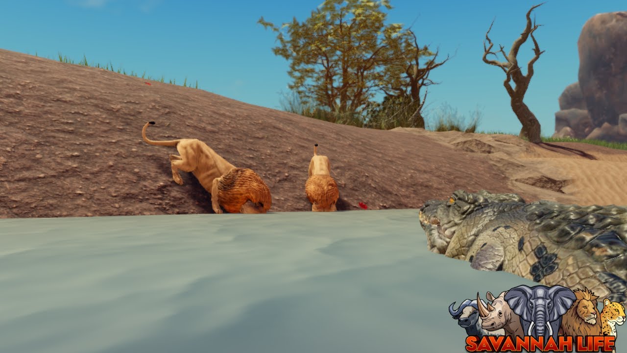 Nile Crocodile Hunts Lion Duo in Savannah Life! | ROBLOX Savannah Life ...