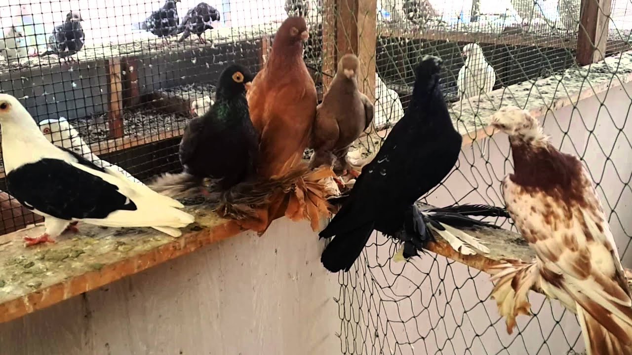 СИРИЙСКИЕ МАРДИНЫ ТАКЛА SURİYE güvercinler SYRIAN DOVES - YouTube