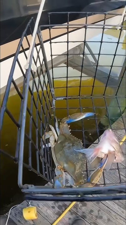 Using Traps To Catch Maryland Blue Crabs! (2024 Method) #bigfish #fish #viral #share #yt # ...