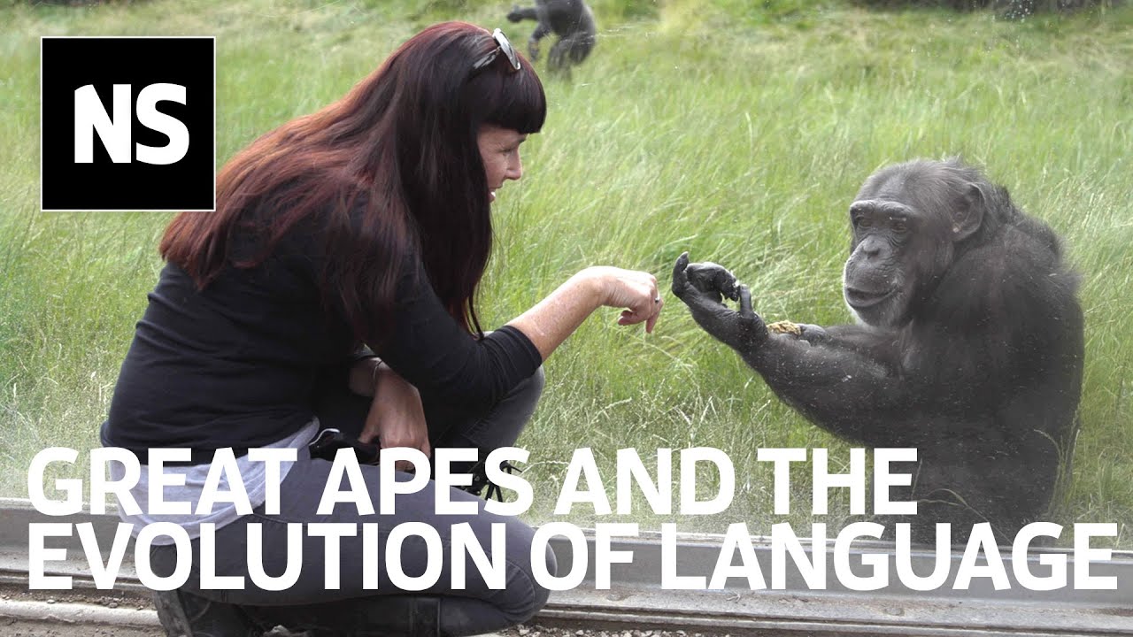 The language puzzle: What great apes can teach us about the evolution ...