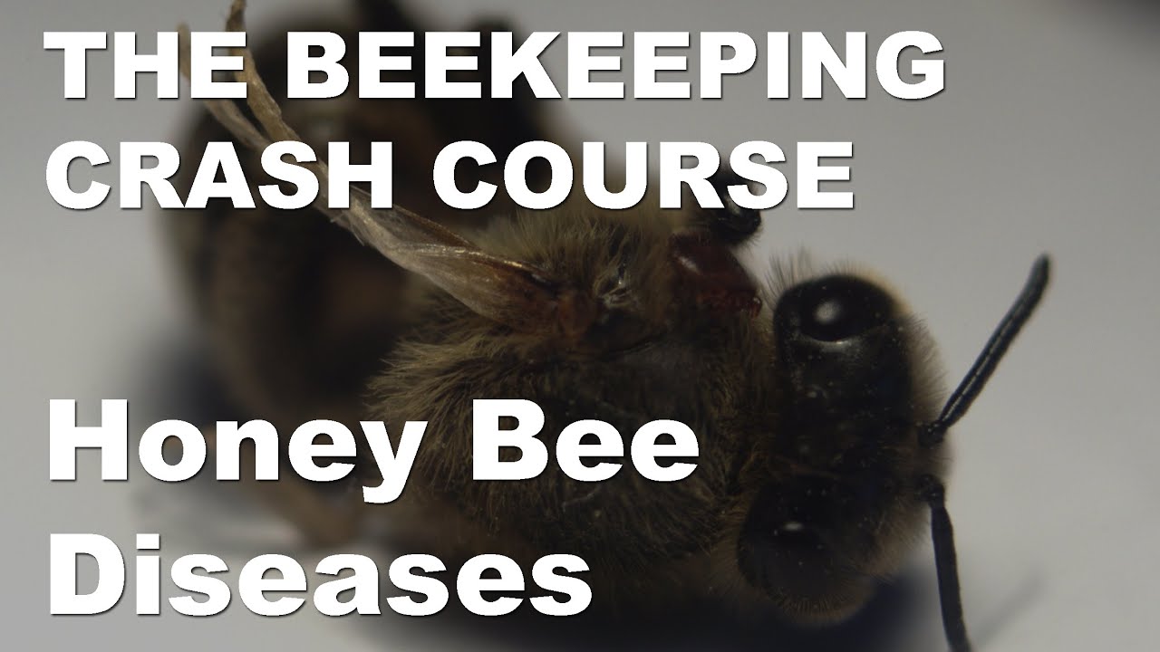 Honey Bee Diseases - Honey Bee Pests, Parasites & Diseases Part 3 ...