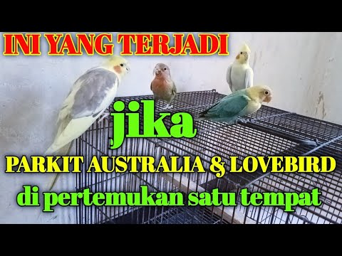 Keseruan Parkit Australia dan Lovebird saat main bareng // Joy,amey,Juna dan jini. - YouTube