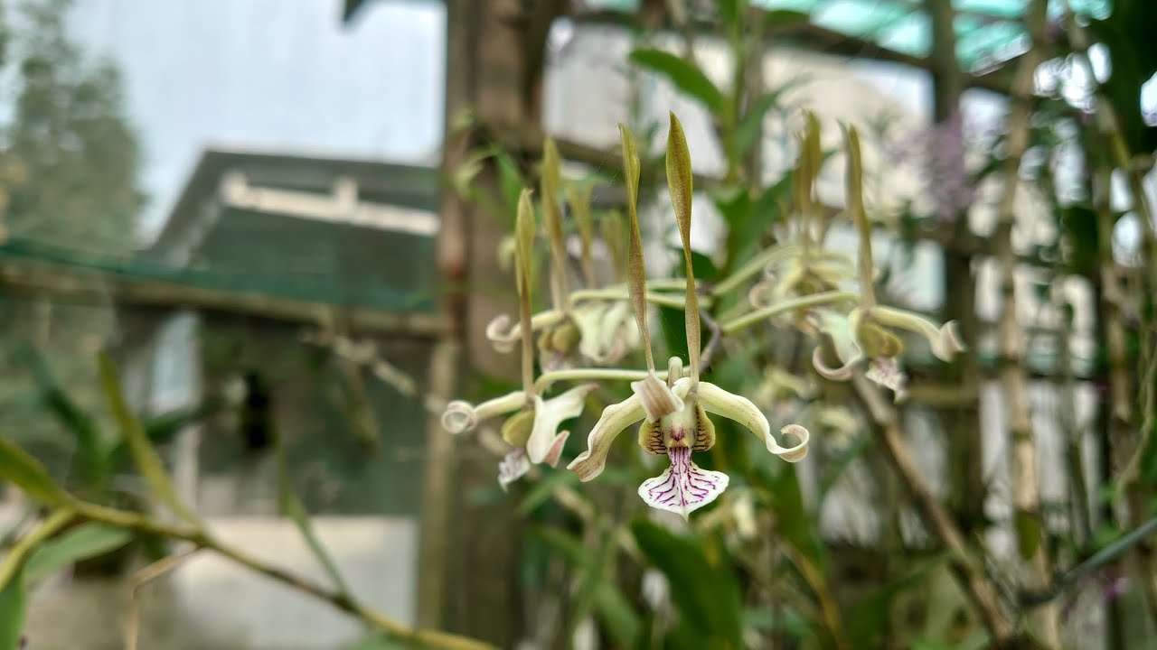 Cocok buat Koleksi lebaran, anggrek dengan bunga rame banget ...