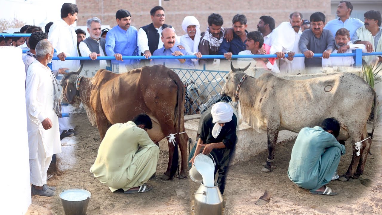 Pure Desi Cholistan Cows Full Milking at Ali Randawa Dairy and Cattle ...