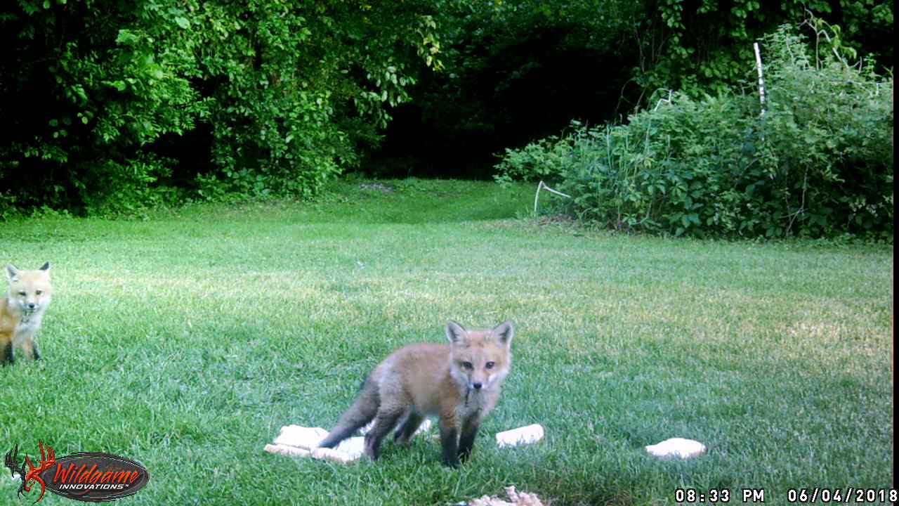 Vicious Fox Pups - YouTube