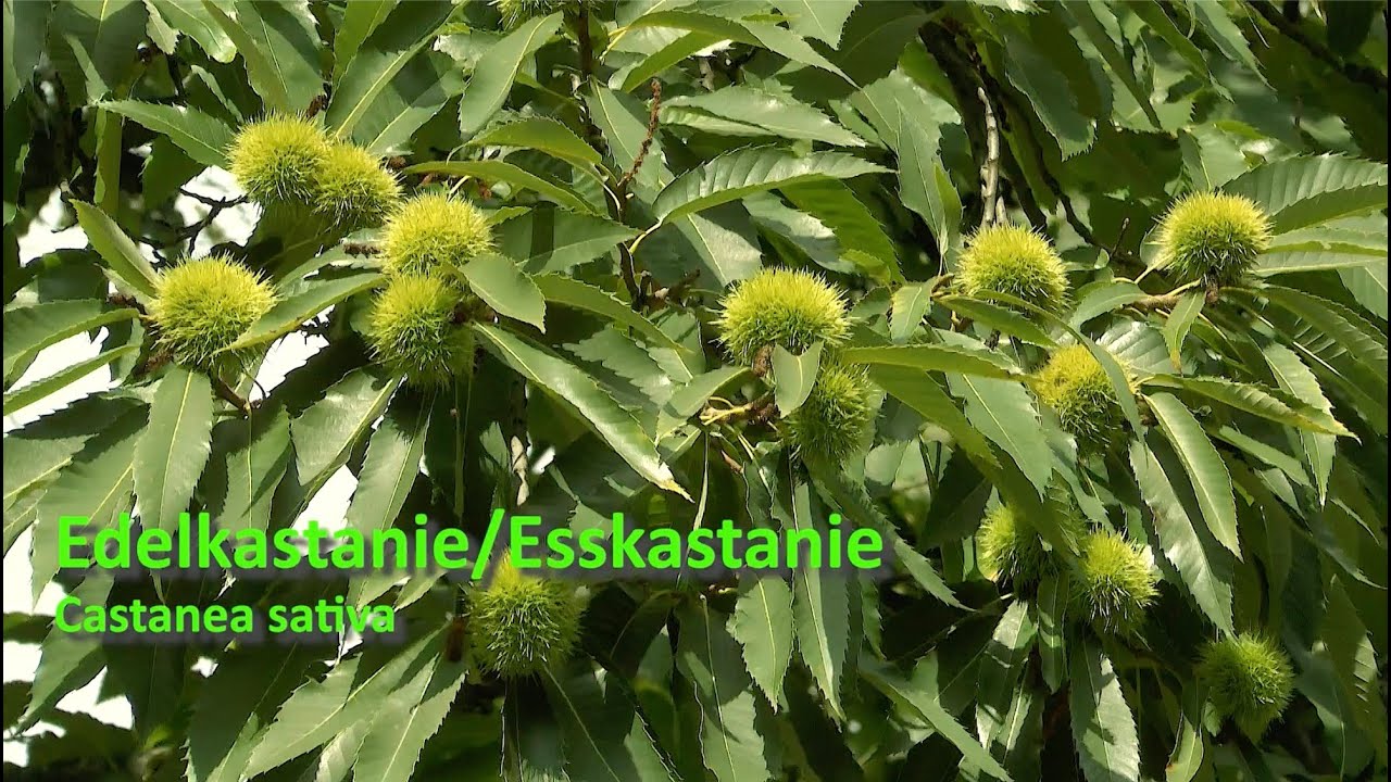 Esskastanie Edelkastanie - Wuchs Ernte Verwendung - YouTube
