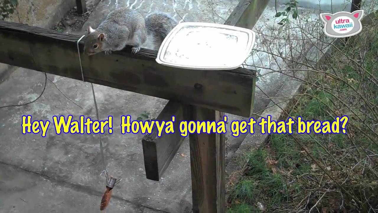 Ultra Fur - Squirrel Circus - YouTube
