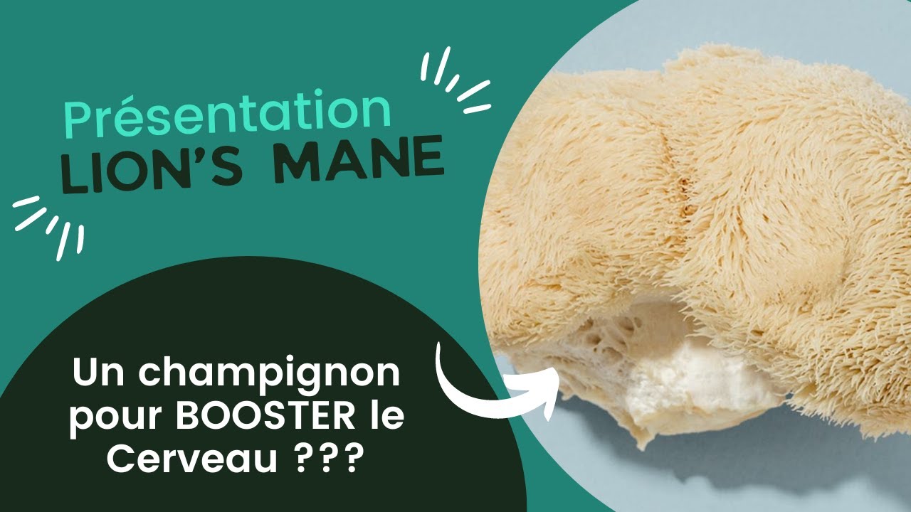 Présentation du Lion's Mane - Le Champignon crinière de lion - YouTube