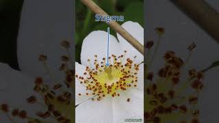 Stigma - botany word of the week