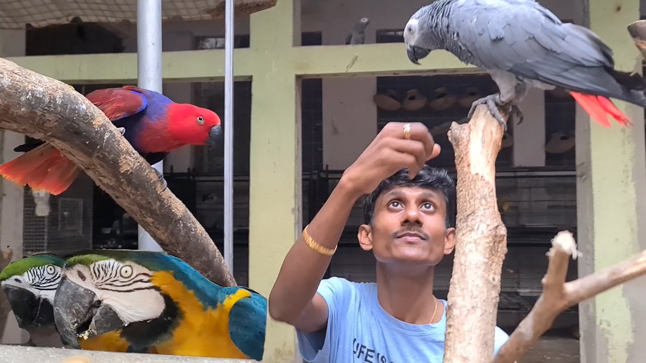Before Giving Exotic Birds To Someone / Talking Funny Birds. - YouTube