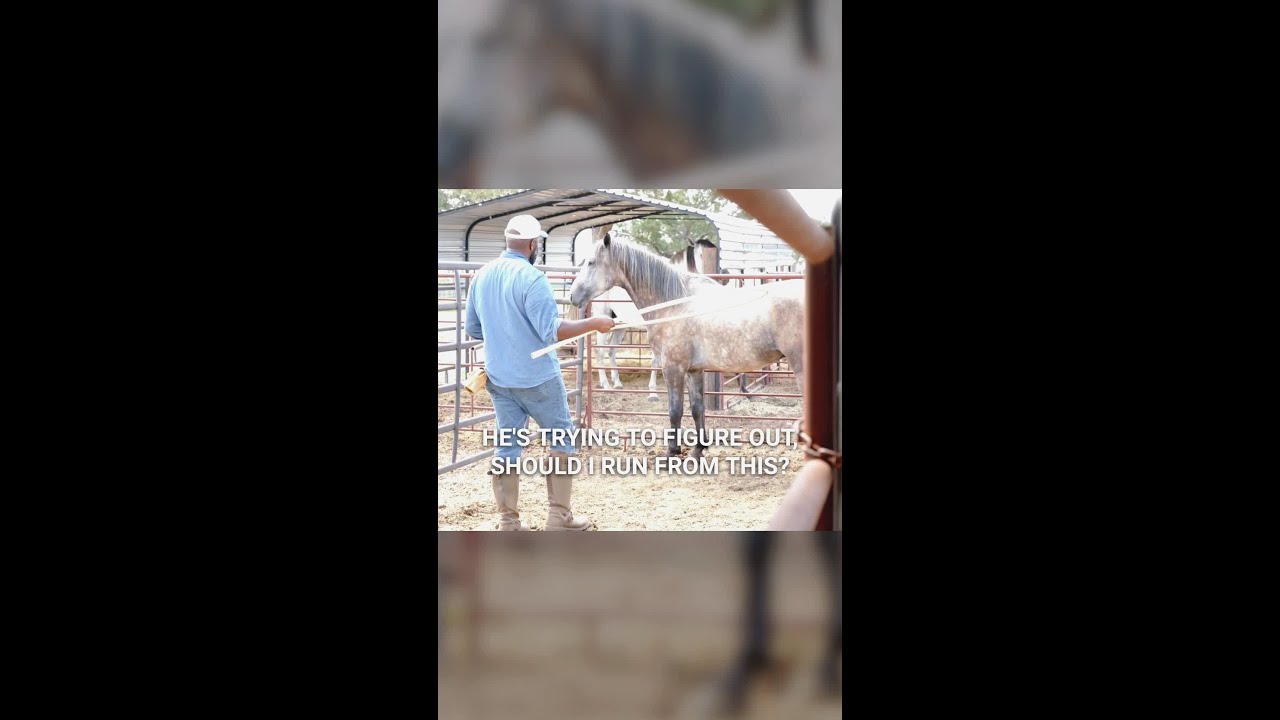 Gentling a Wild Stallion: Desensitization with Slate (Day 2, Part 3) - YouTube