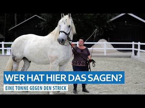 XXL-Schimmel gerät außer Kontrolle - Riesiger Wallach schleift seine Menschen hinter sich her