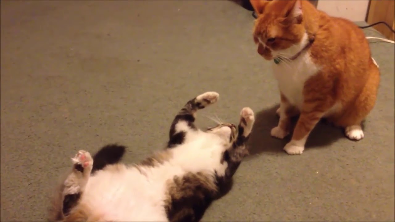 FAT CAT FAIL/VINES COMPILATION BIG CAT CRAZY CAT - YouTube