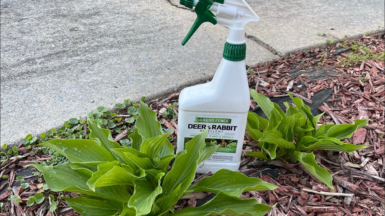 How To Keep Deer And Rabbits From Eating Hostas And Plants YouTube