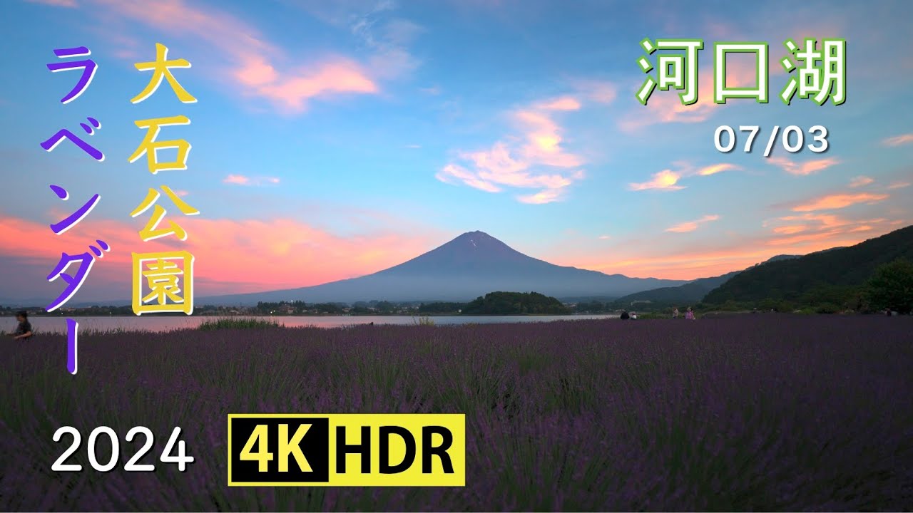 2024 大石公園のラベンダーと夕焼け富士(4K-HDR) Lavender & Mt.Fuji With Evening Glow At ...