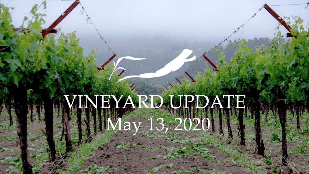 Growth, Suckering, and Bloom at the Rossi Estate—May 13, 2020 - YouTube