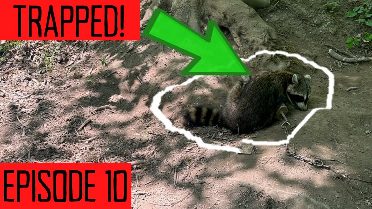Easiest Way to Set a Raccoon Trap - Coon Trapping S1 I EP10 - with food ...