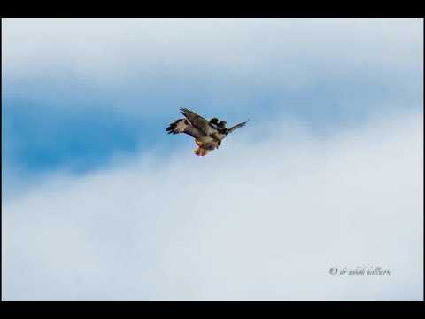 Red Tailed Hawks courtship and mating in midair ! - YouTube